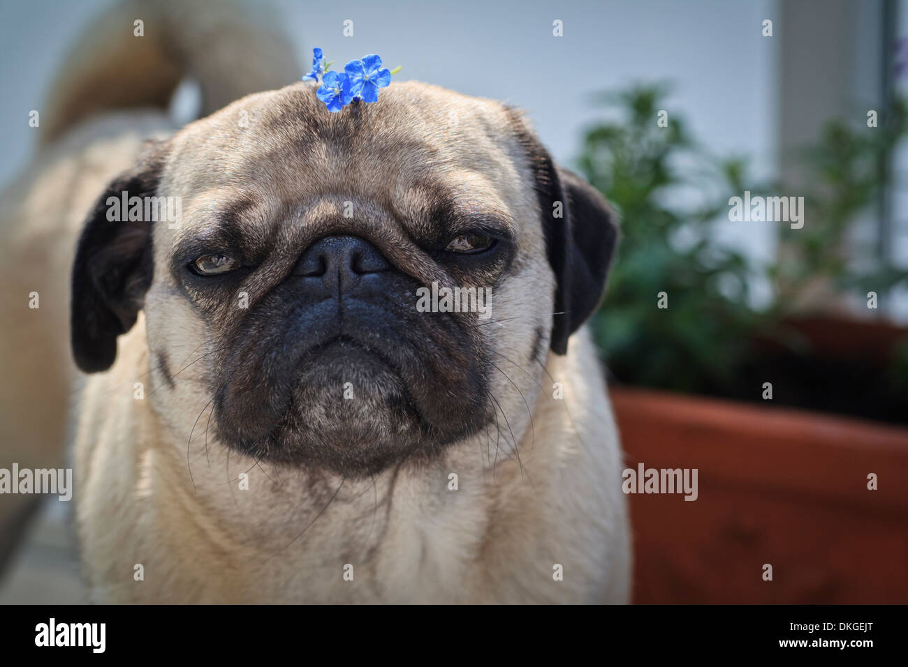 Weibliche Mops Hund mit Blume auf Kopf Stockfotografie - Alamy