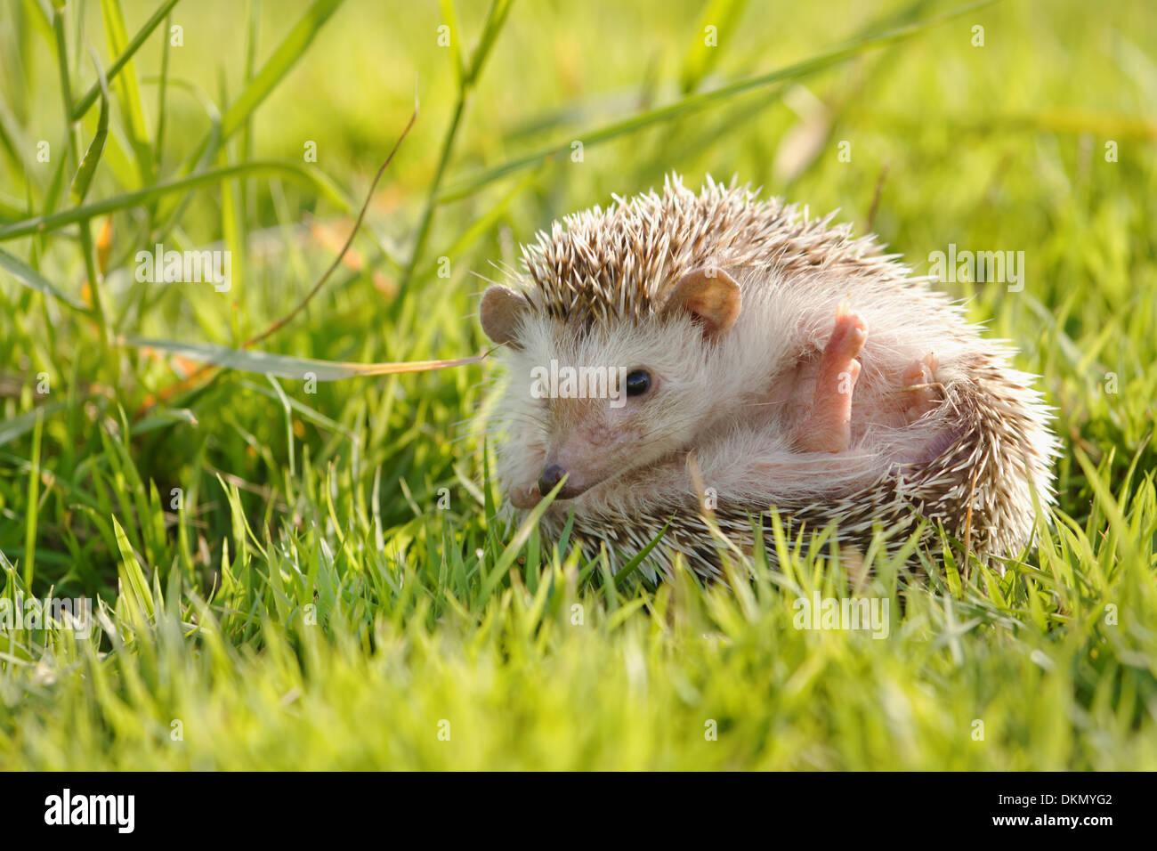 Igel niedlich -Fotos und -Bildmaterial in hoher Auflösung – Alamy