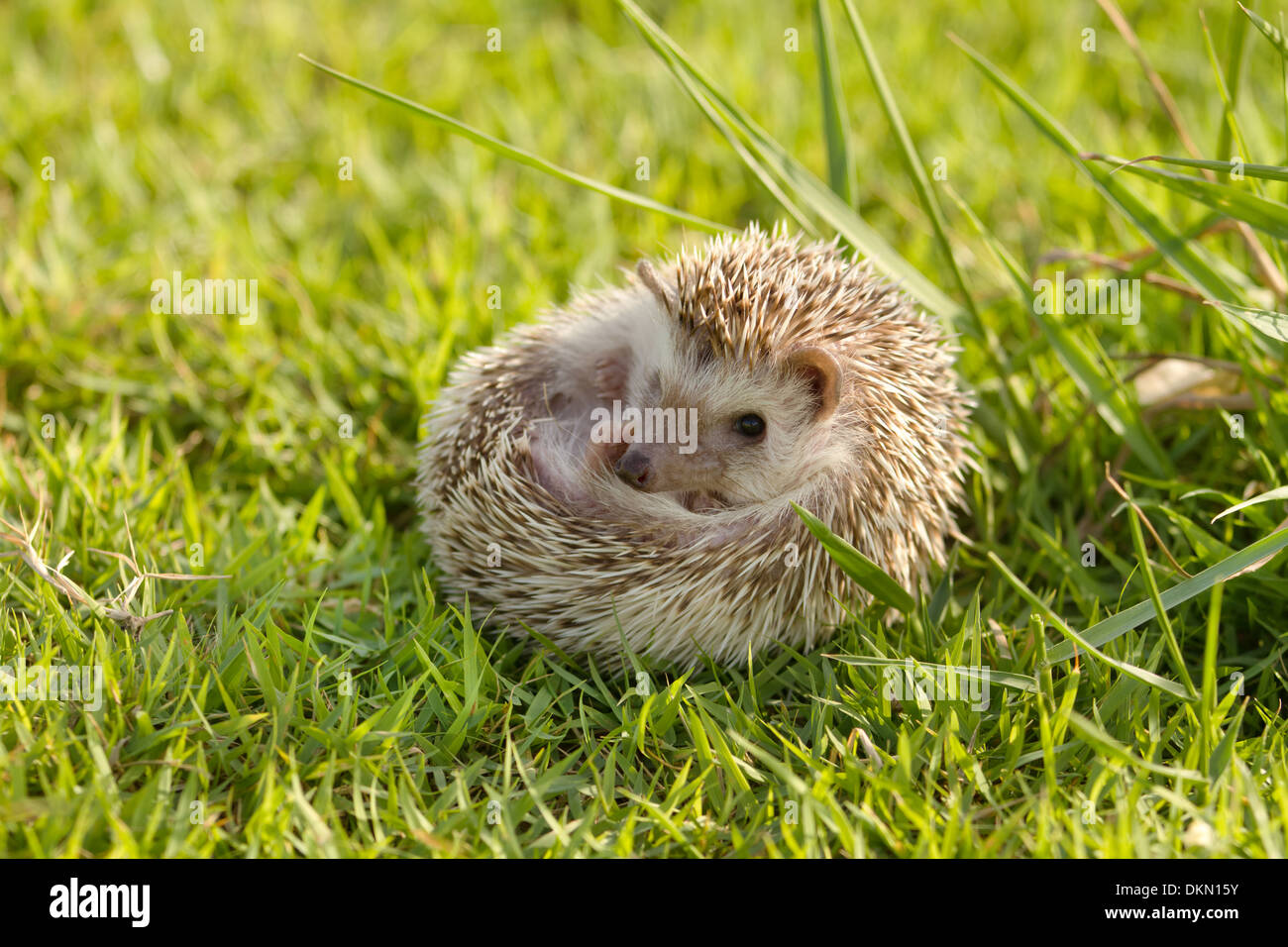 Süßer igel -Fotos und -Bildmaterial in hoher Auflösung – Alamy