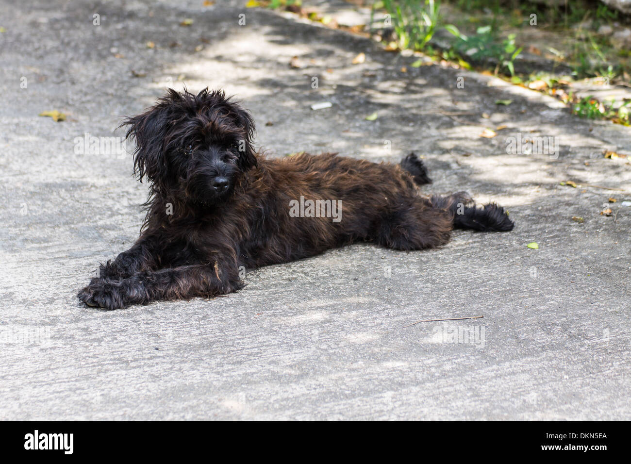 Streunender hund mit namensschild Stockfotos und -bilder Kaufen - Alamy