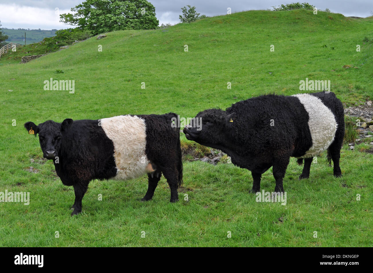 Ein Belted Galloway-Bulle mit Nasenring schnüffeln eine Kuh ...