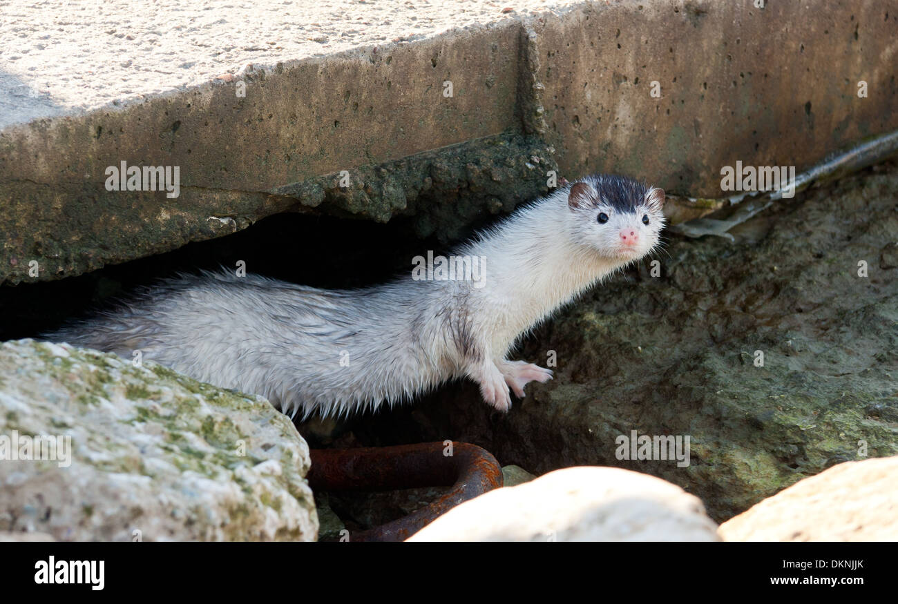 Kleines wiesel -Fotos und -Bildmaterial in hoher Auflösung – Alamy