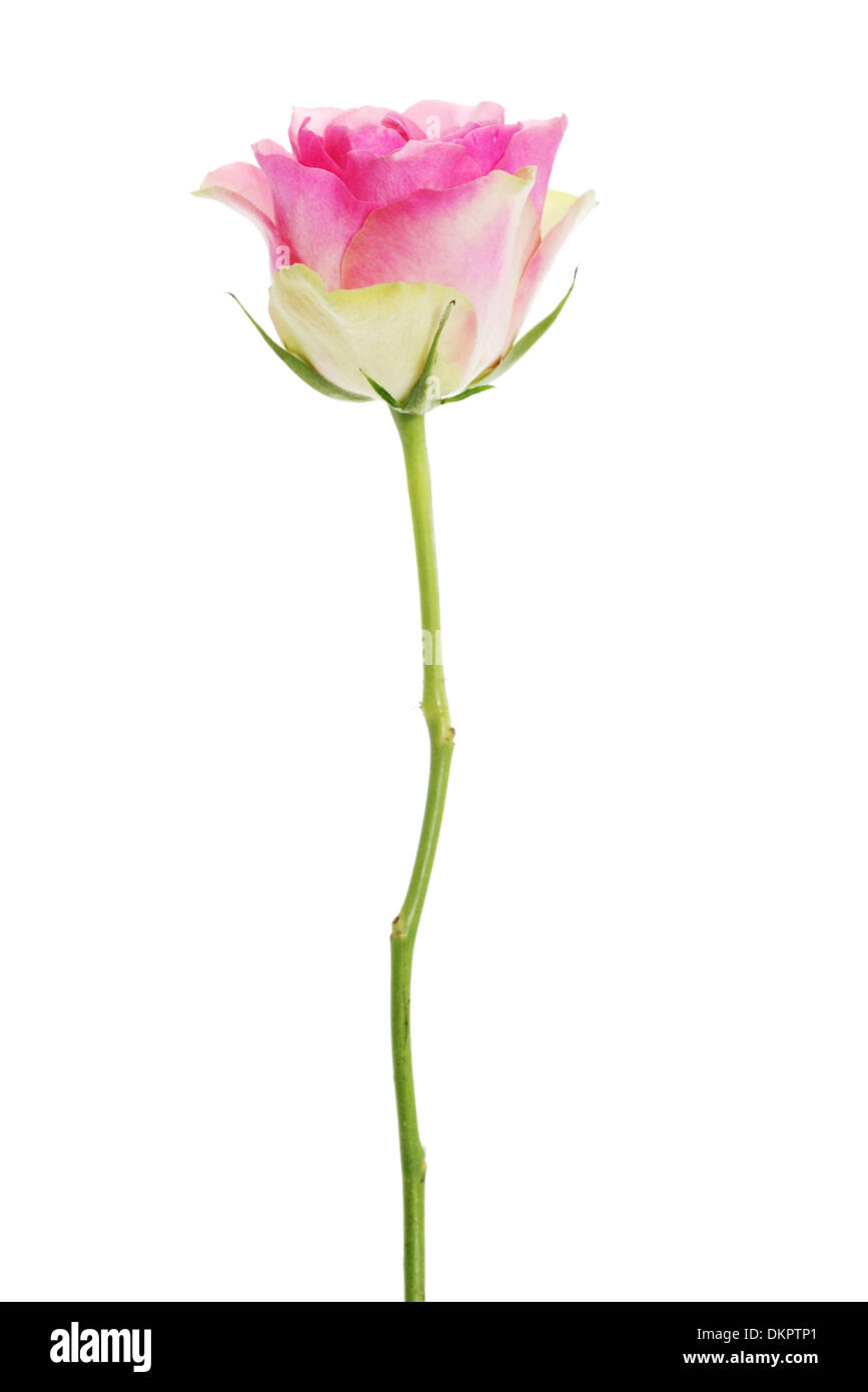 Ein stiel rose -Fotos und -Bildmaterial in hoher Auflösung – Alamy