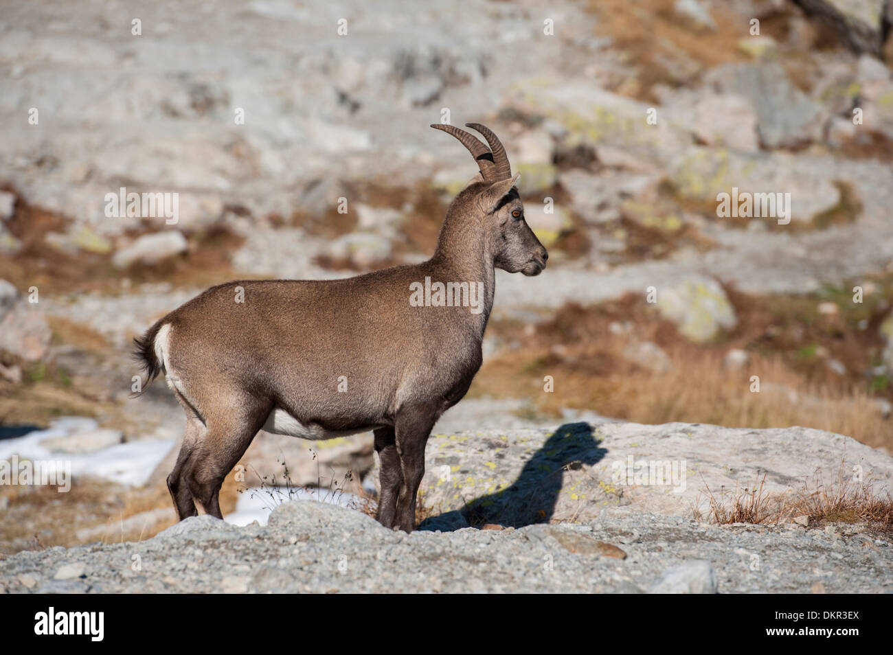 Geiss tier -Fotos und -Bildmaterial in hoher Auflösung – Alamy