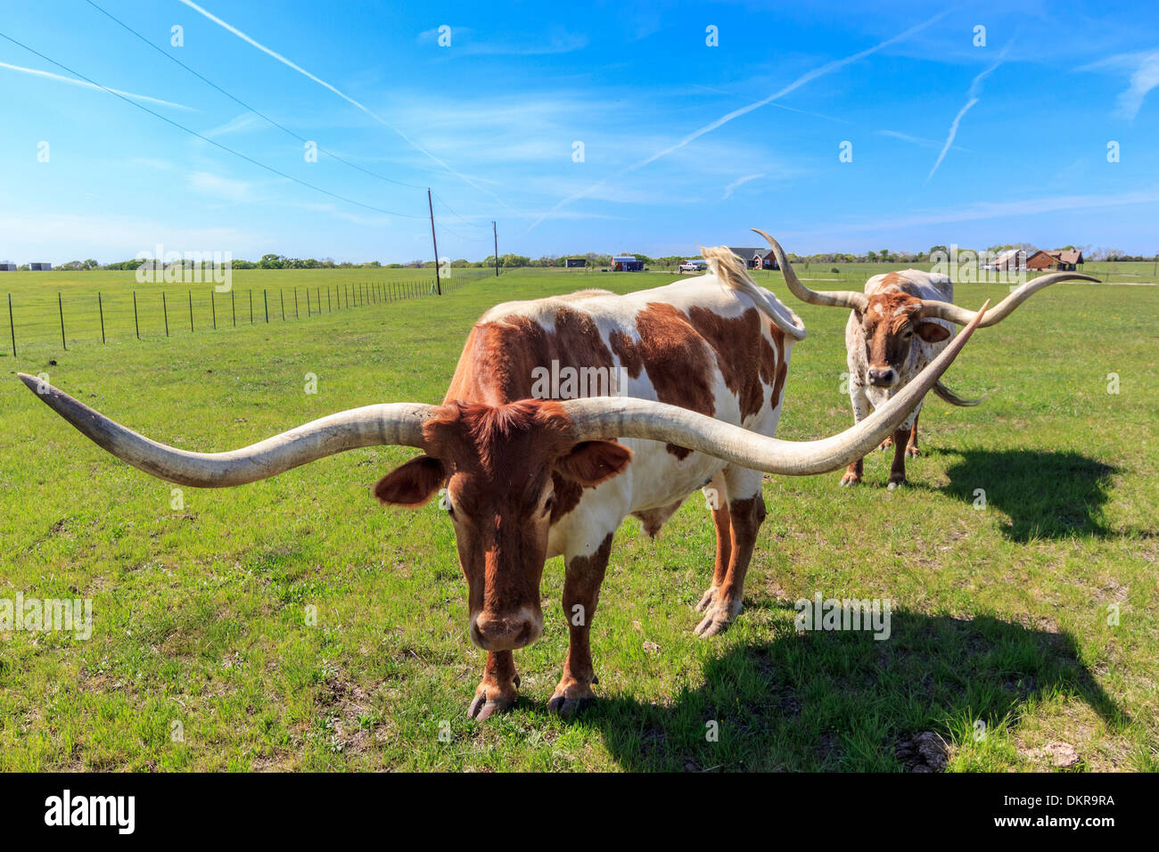 Kanton, Texas Longhorn, Rinder, Kuh, Landwirtschaft, Tier, USA ...