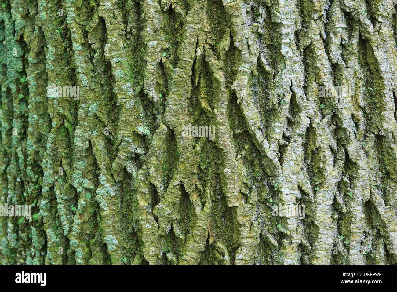 Ahorn Baum Stockfotos & Ahorn Baum Bilder - Alamy