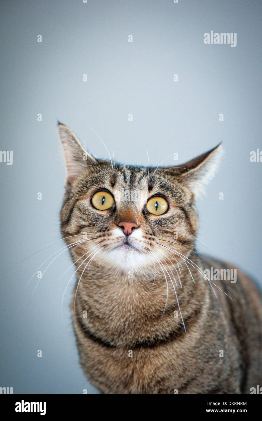 Hauskatze tiger -Fotos und -Bildmaterial in hoher Auflösung – Alamy