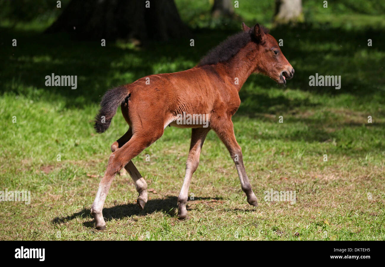 Die fohlen -Fotos und -Bildmaterial in hoher Auflösung – Alamy