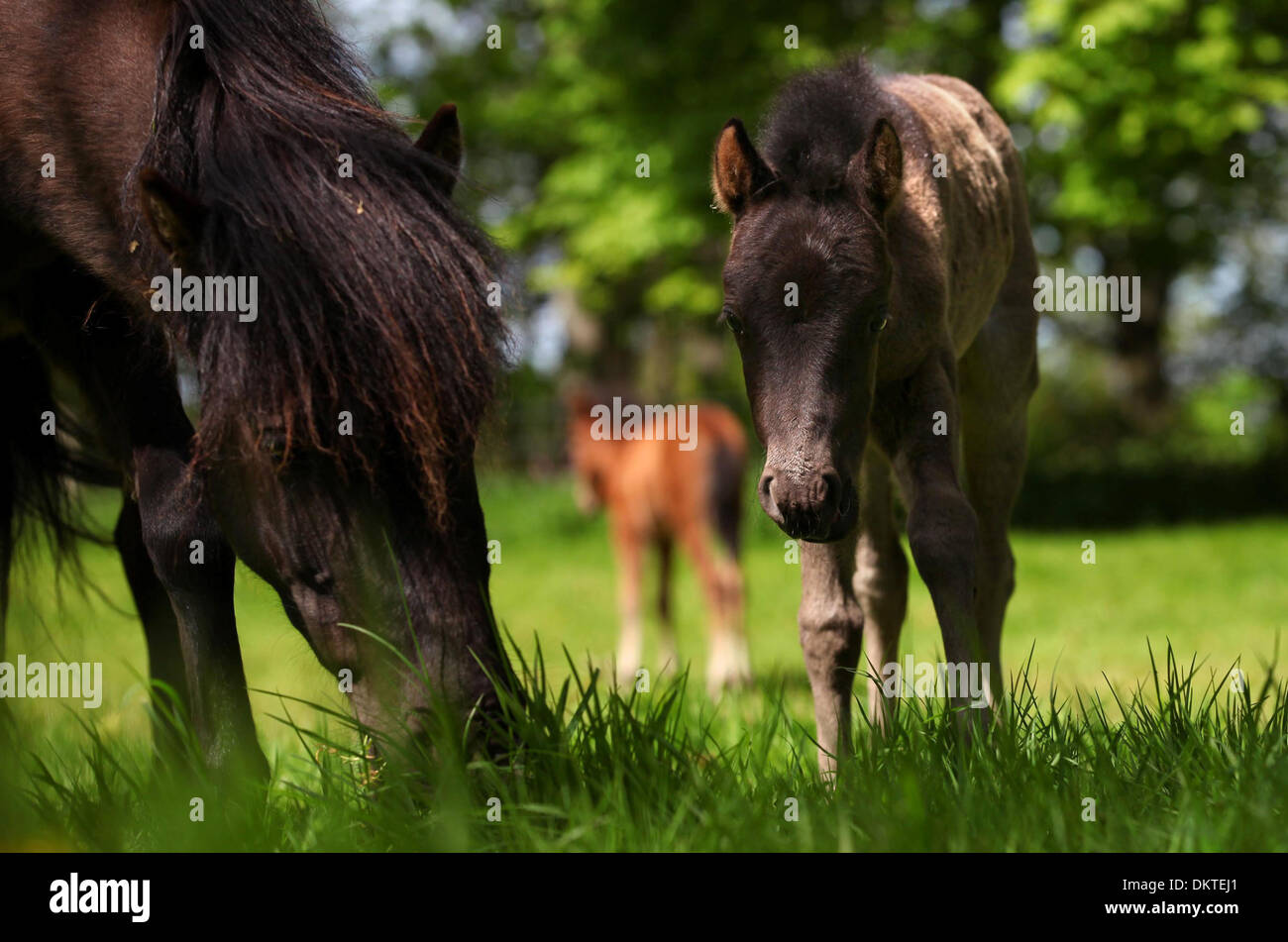Die fohlen -Fotos und -Bildmaterial in hoher Auflösung – Alamy