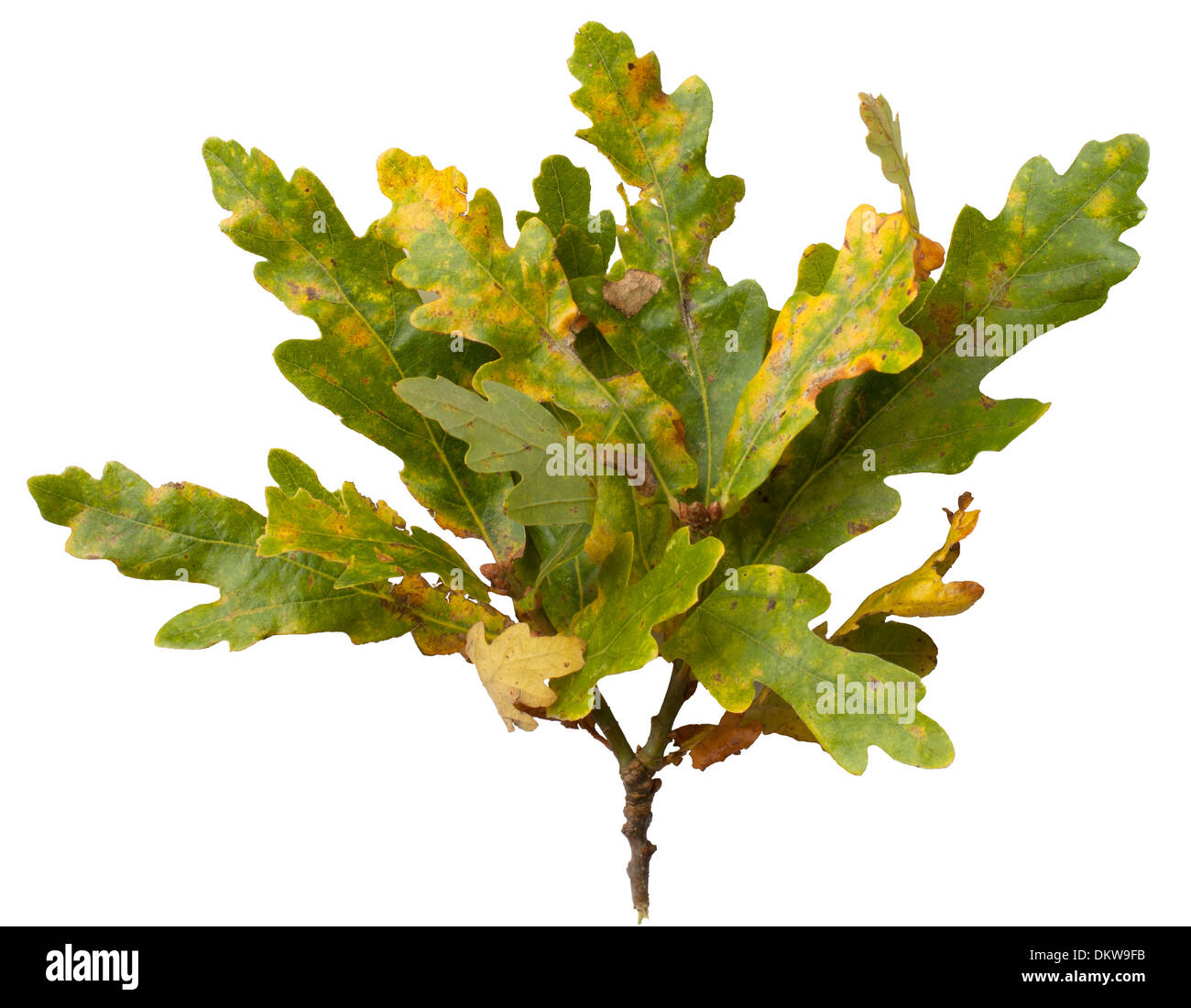 Eiche baum freisteller -Fotos und -Bildmaterial in hoher Auflösung – Alamy