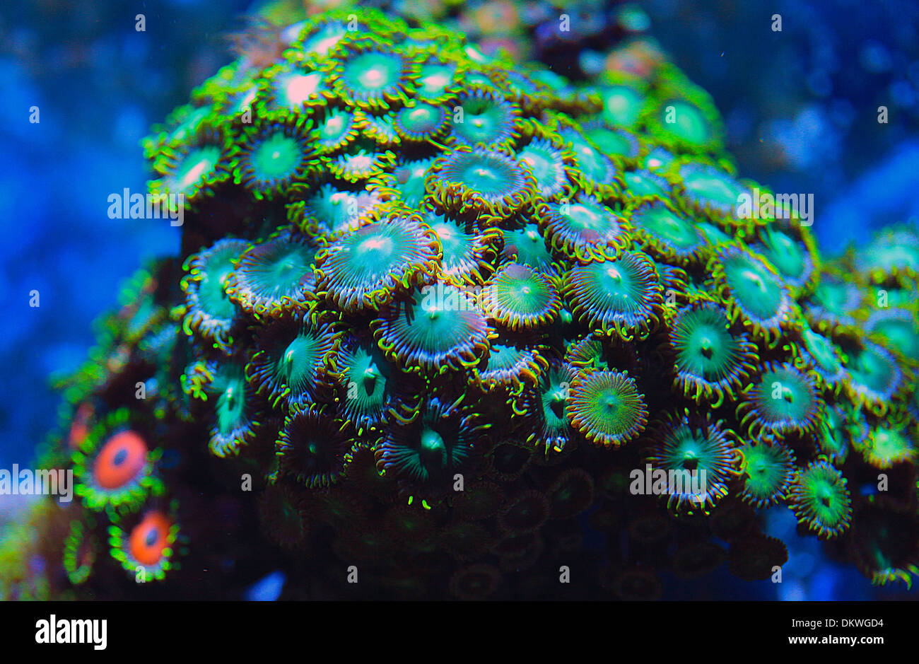 Polyp colony -Fotos und -Bildmaterial in hoher Auflösung – Alamy