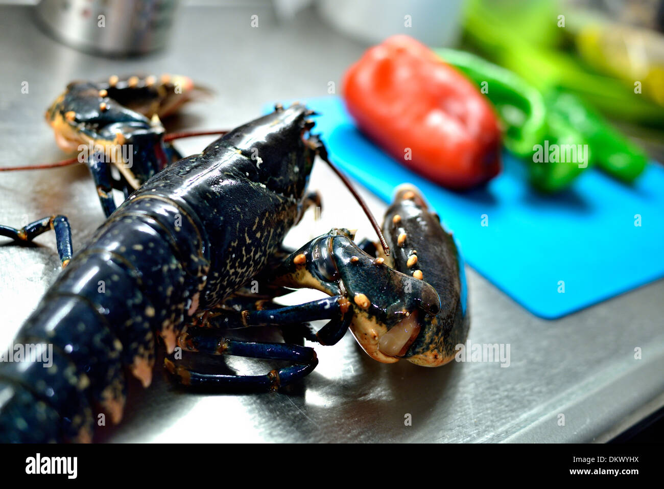 Hummer tier -Fotos und -Bildmaterial in hoher Auflösung – Alamy