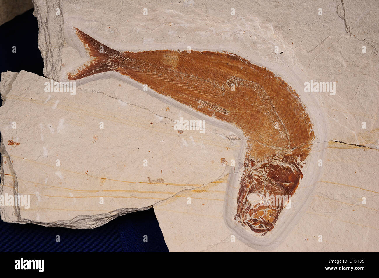 Jurassic age -Fotos und -Bildmaterial in hoher Auflösung – Alamy