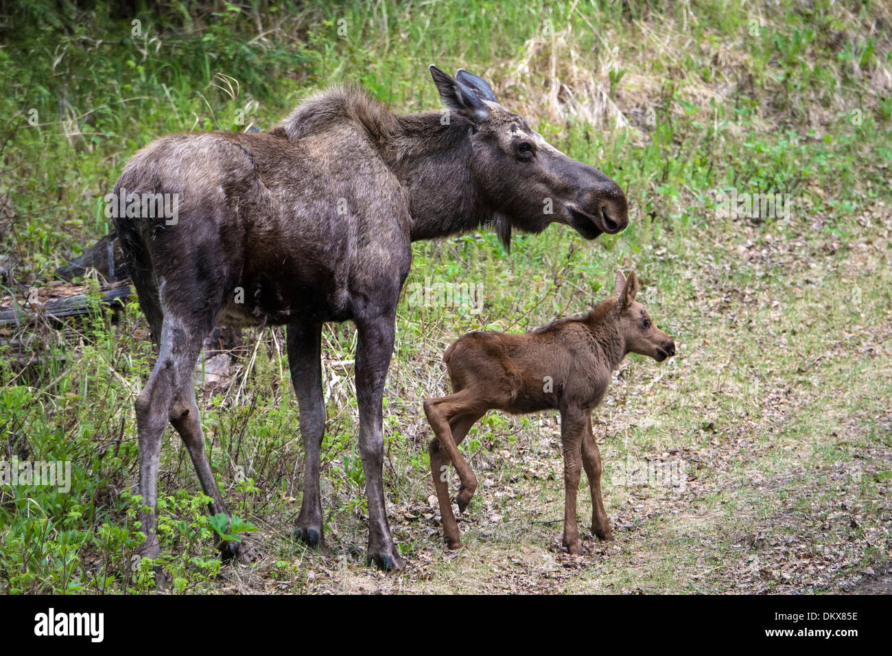 Elch kuh und kalb -Fotos und -Bildmaterial in hoher Auflösung – Alamy