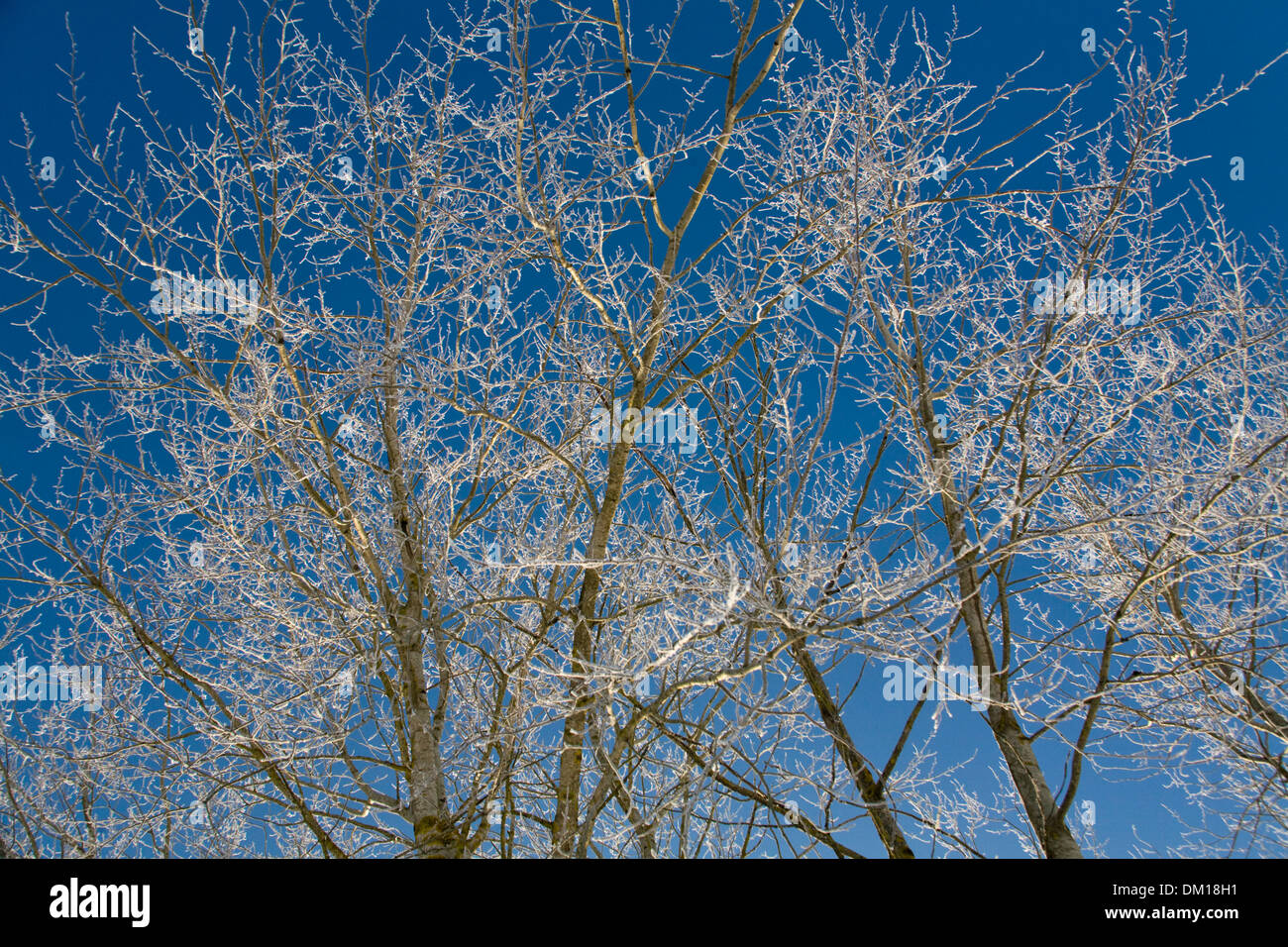 Espe populus tremula -Fotos und -Bildmaterial in hoher Auflösung – Alamy