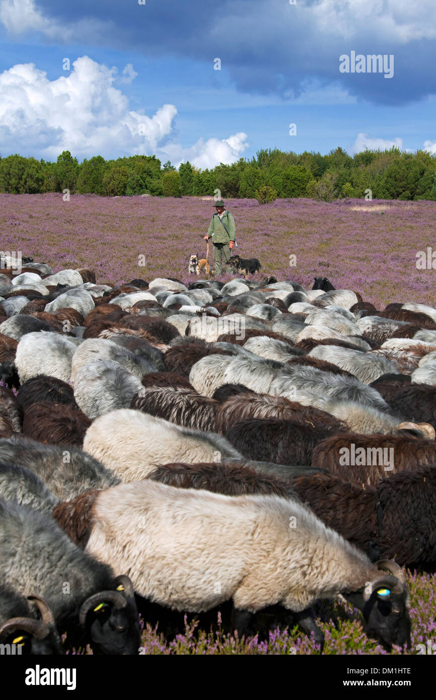 Luneburger heide schafe -Fotos und -Bildmaterial in hoher Auflösung – Alamy