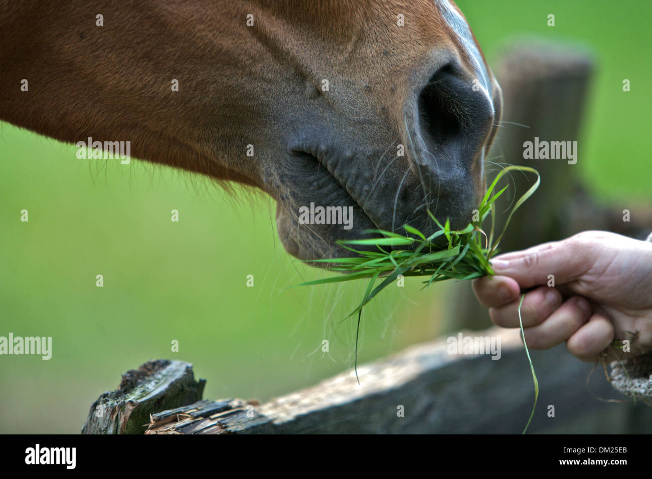 Horse eating close up detail -Fotos und -Bildmaterial in hoher ...