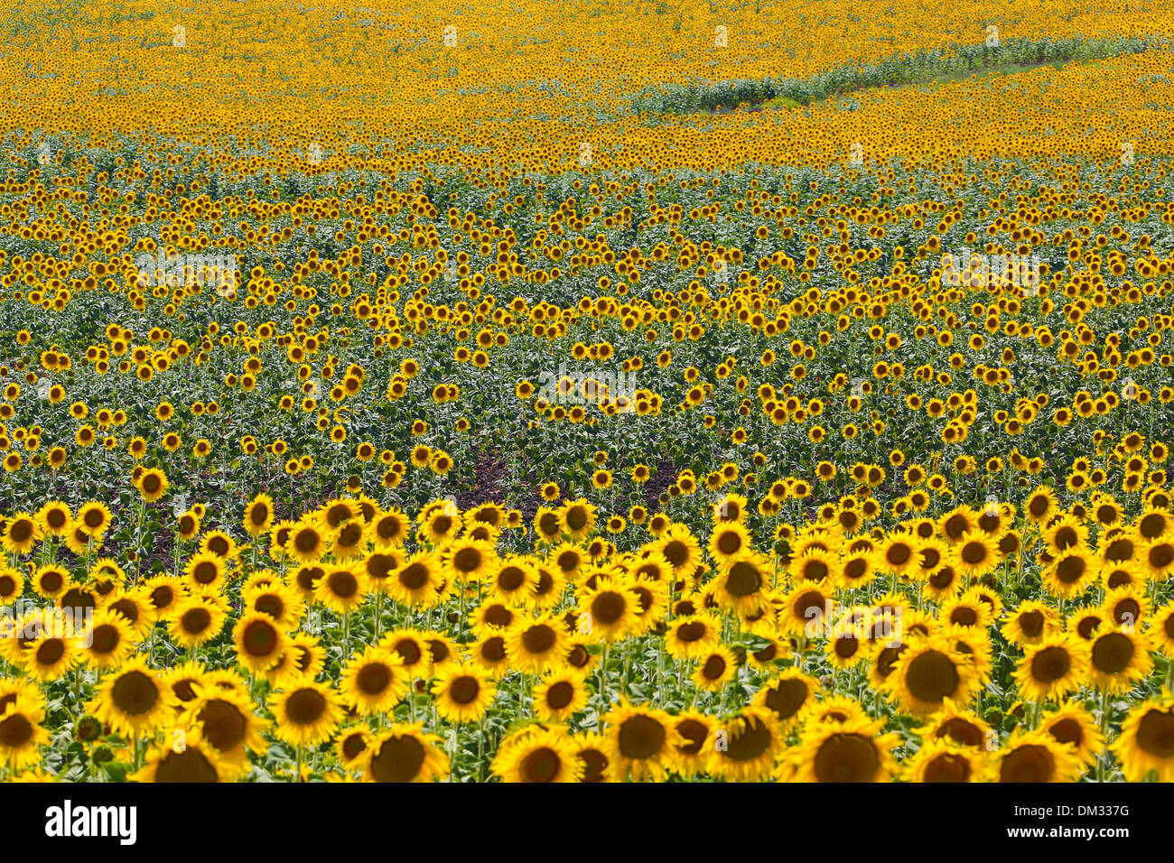 Landwirtschaft, Cádiz, Andalusien, Blumen, Haus, Landschaft, Spanien ...