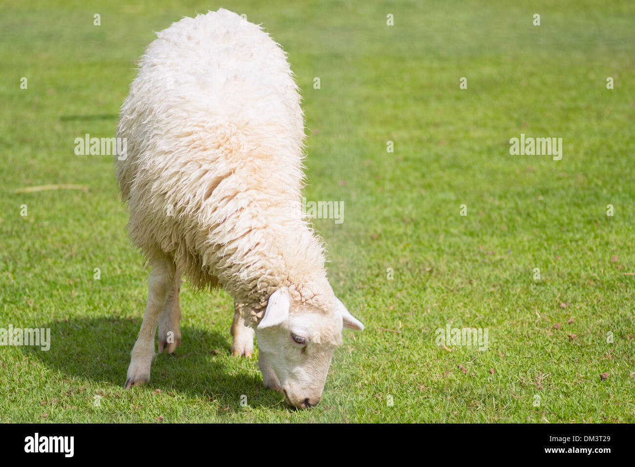 Nutztiere schafe -Fotos und -Bildmaterial in hoher Auflösung – Alamy