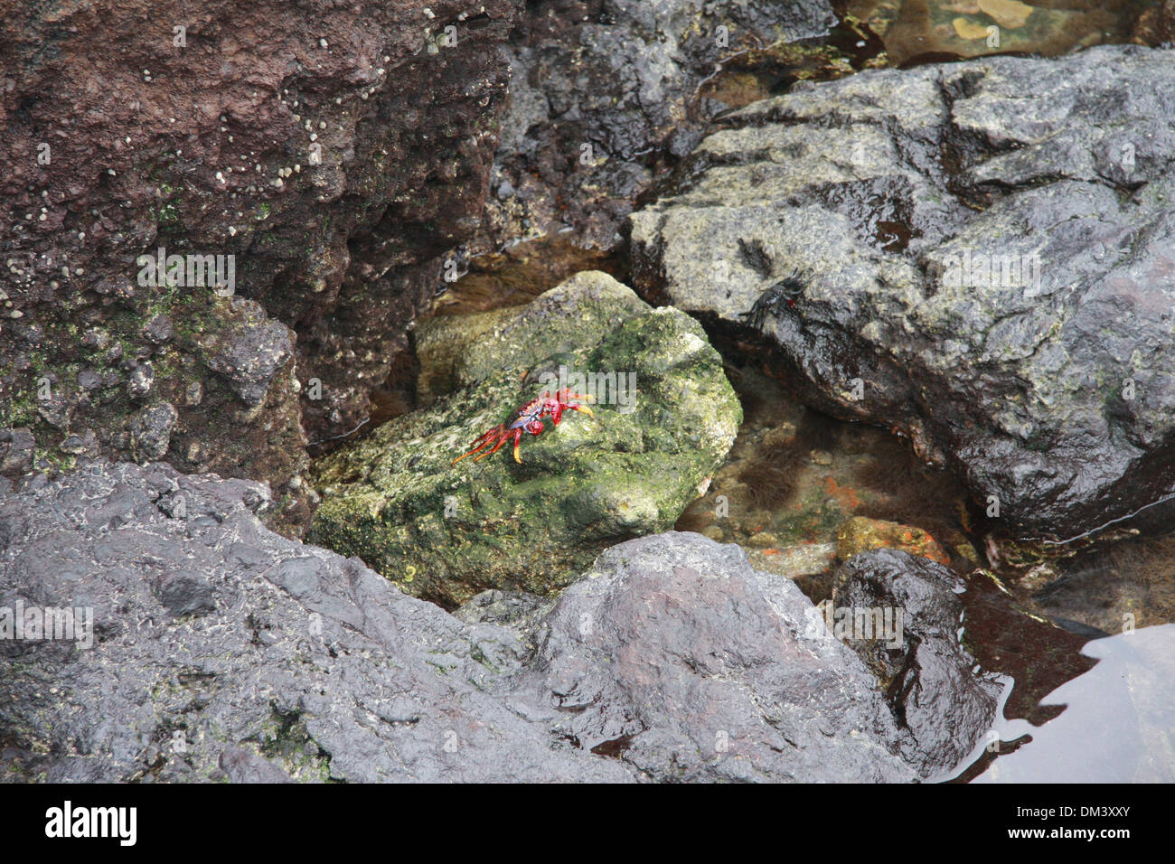 Krebs tier -Fotos und -Bildmaterial in hoher Auflösung – Alamy