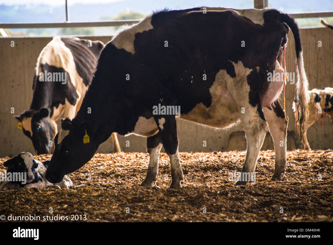 junge schwarze und weiße Kuh Kuh kalben haben ein Baby neugeborenes ...