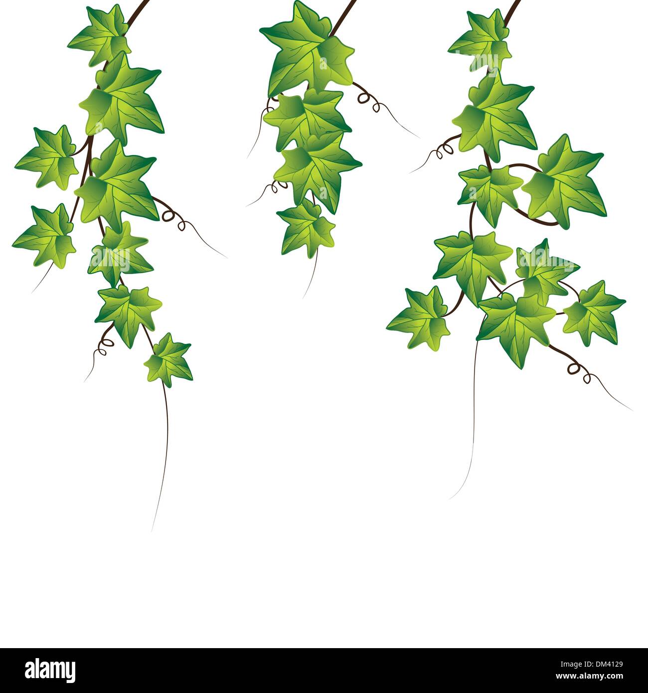 Green ivy vector illustration -Fotos und -Bildmaterial in hoher ...