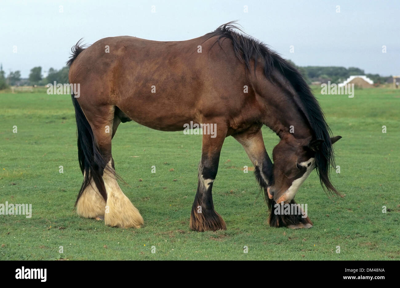 Das shire pferd -Fotos und -Bildmaterial in hoher Auflösung – Alamy