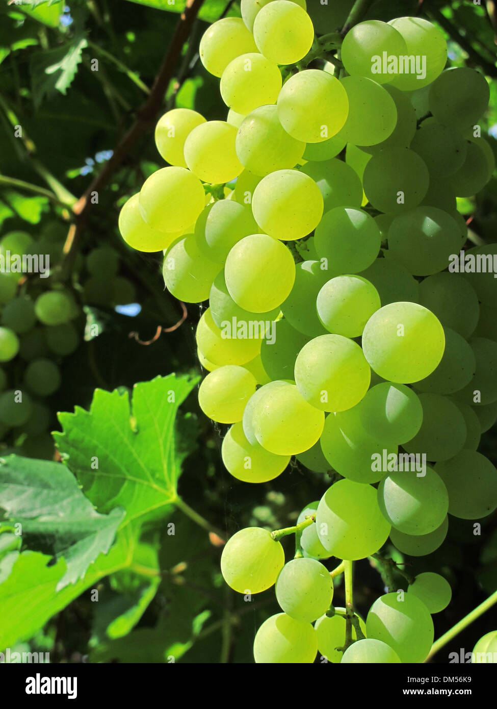 Obst, Trauben, Trauben, Trauben, schießt, weiß, Wein Lager ...