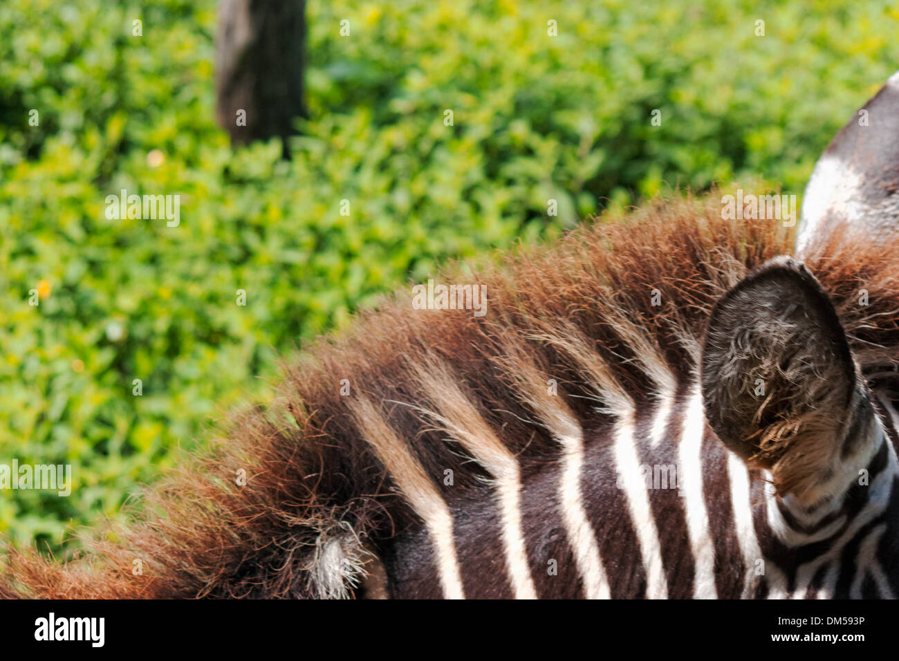 Ohr hals -Fotos und -Bildmaterial in hoher Auflösung – Alamy