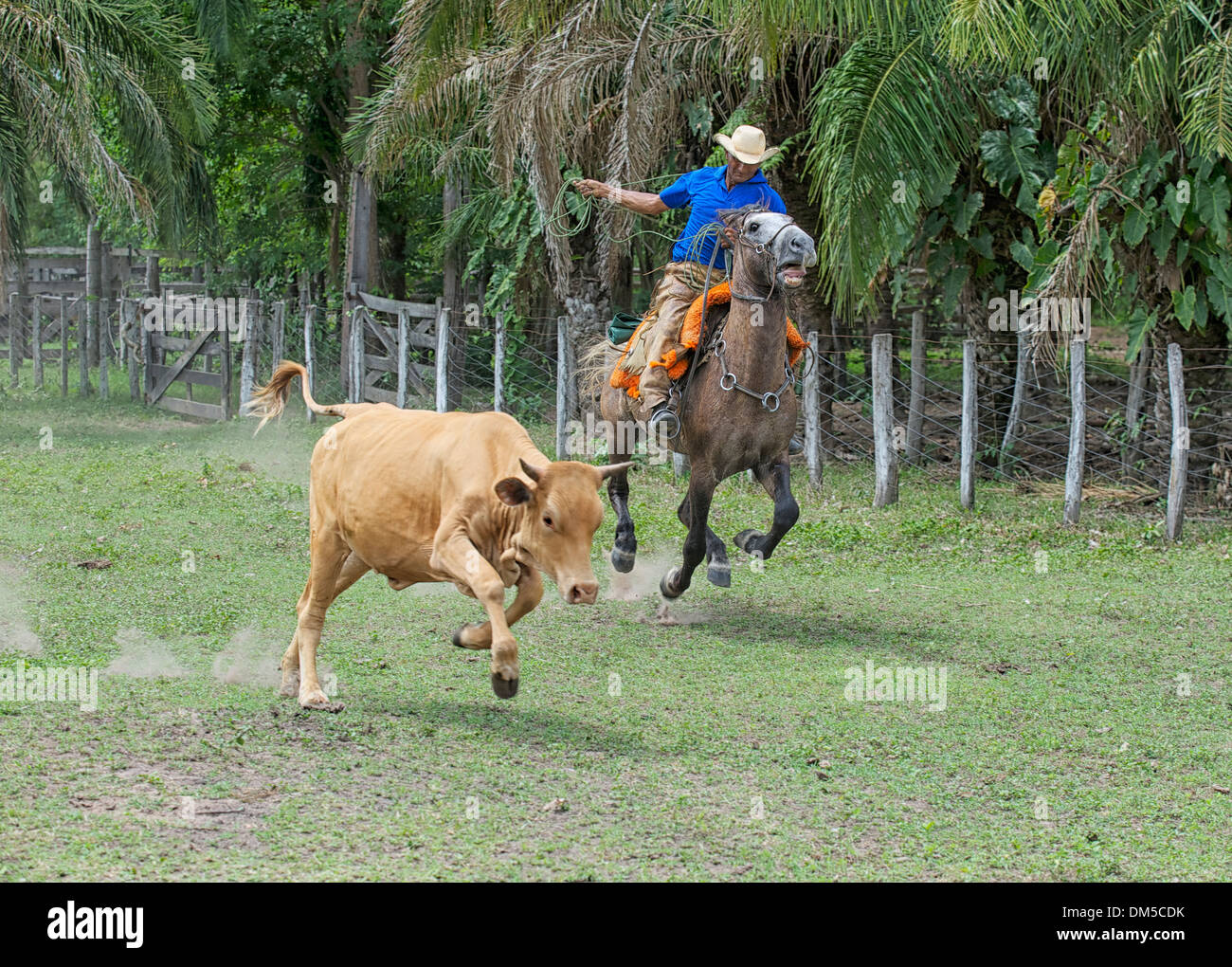 Pantaneiro Cowboy Reiten, Lasso Kuh, The Pantanal Mato Grosso ...