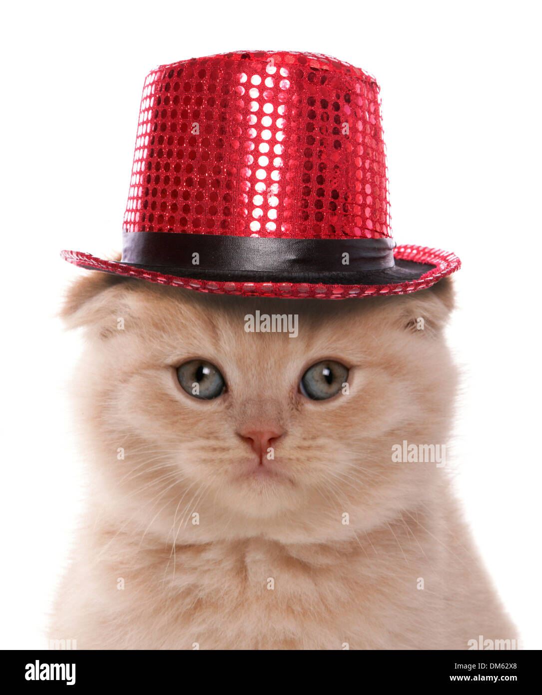 Katze agiert -Fotos und -Bildmaterial in hoher Auflösung – Alamy