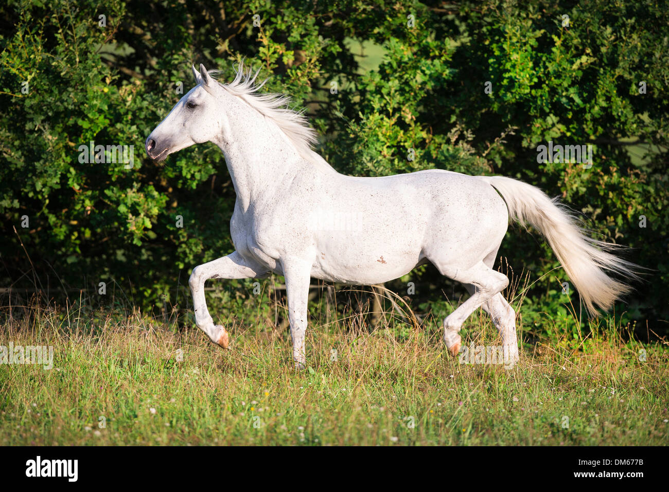 Anglo-Araber grau Anglo-Araber Stute traben Weide Stockfotografie - Alamy