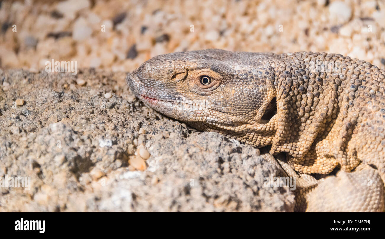 Weiße-throated Waran (Varanus Albigularis), Living Desert Snake Park ...