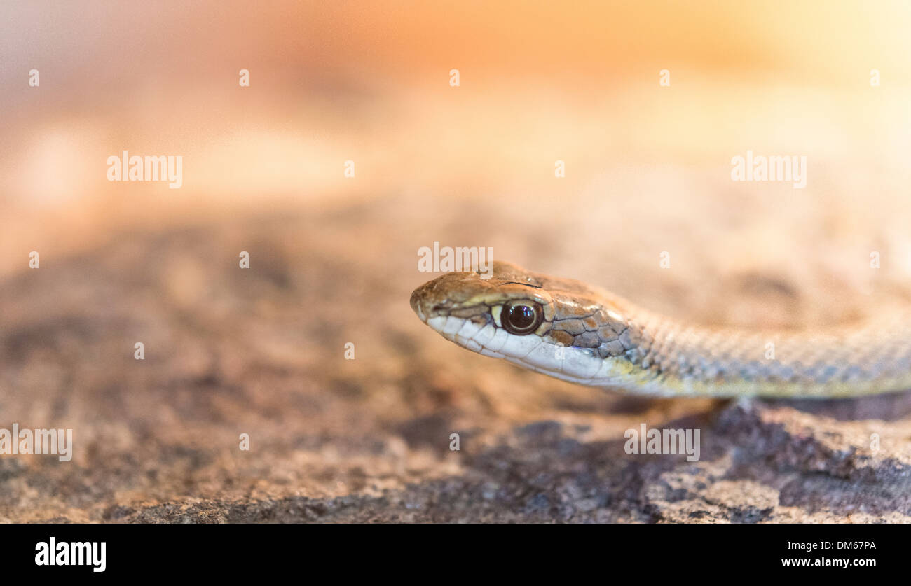Namib Sand Snake (Psammophis Namibensis), Living Desert Snake Park ...