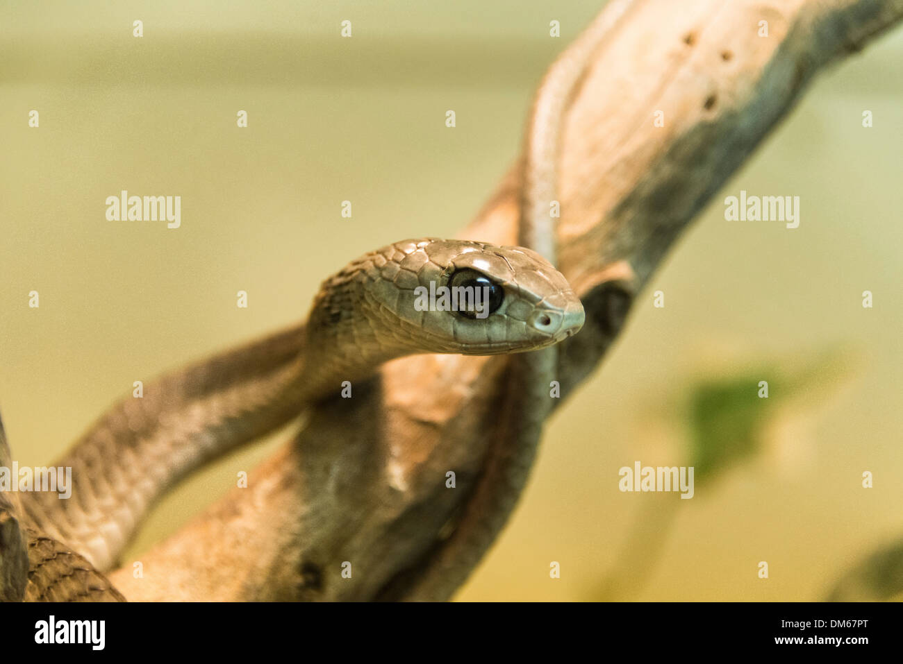 Snake Boomslang Stockfotos und -bilder Kaufen - Alamy