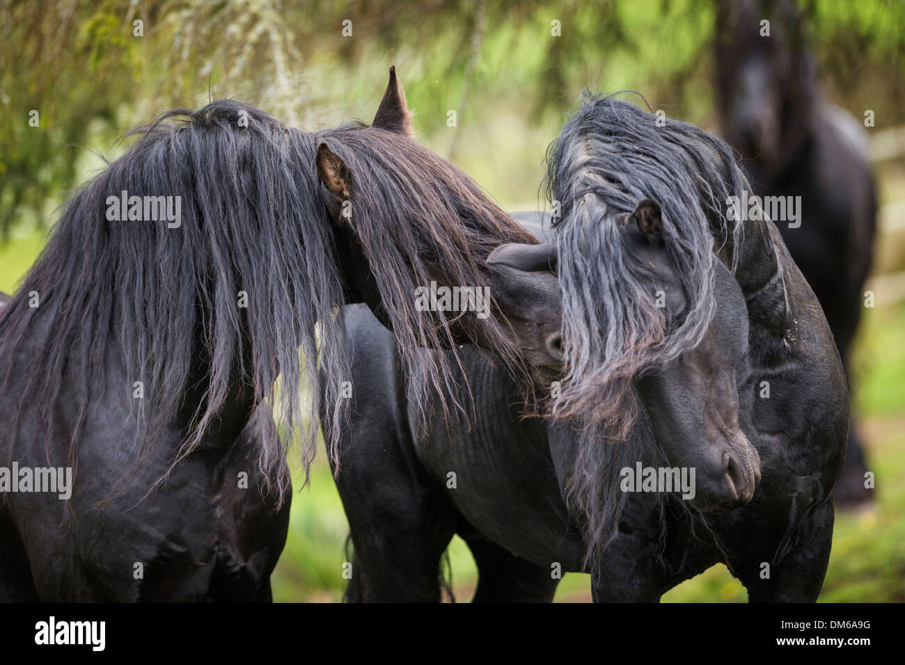 Two friesian horse Stockfotos und -bilder Kaufen - Seite 2 - Alamy