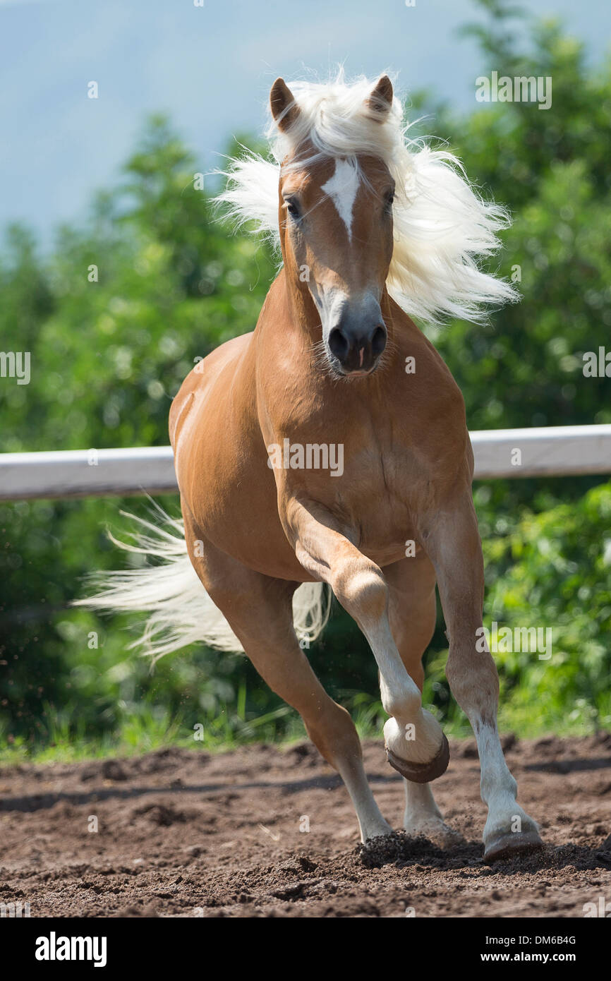 Haflinger Horse Chestnut Stallion Galloping Stockfotos und -bilder ...