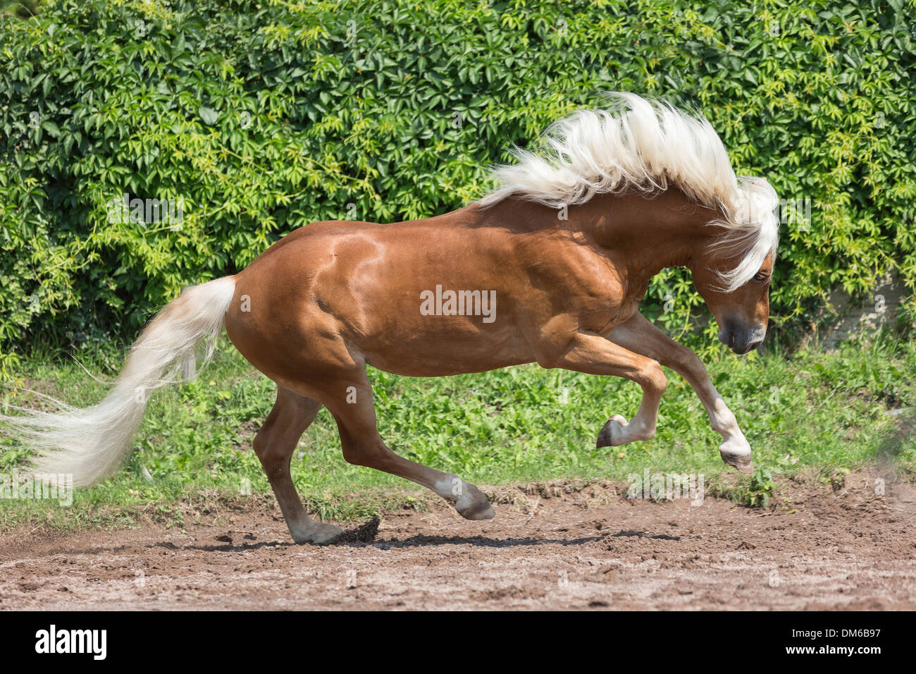 Haflinger horse chestnut stallion galloping -Fotos und -Bildmaterial in hoher Auflösung – Alamy