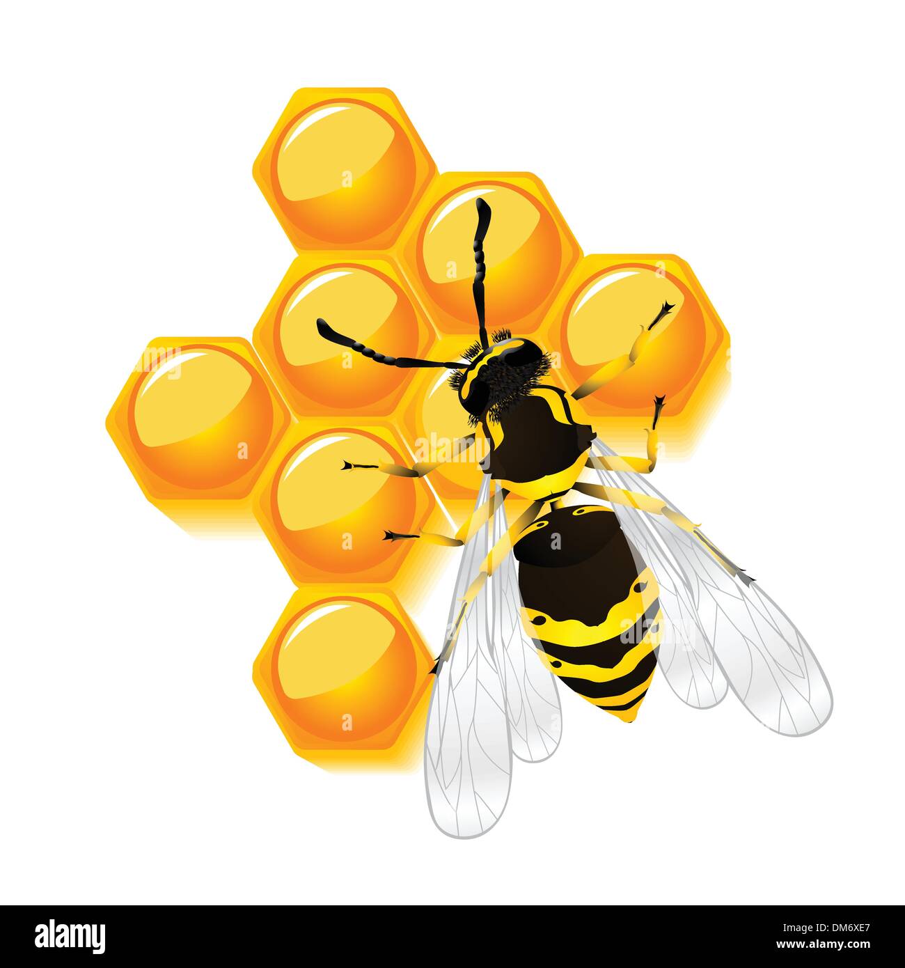 Schwarze hummel Stock-Vektorgrafiken kaufen - Alamy