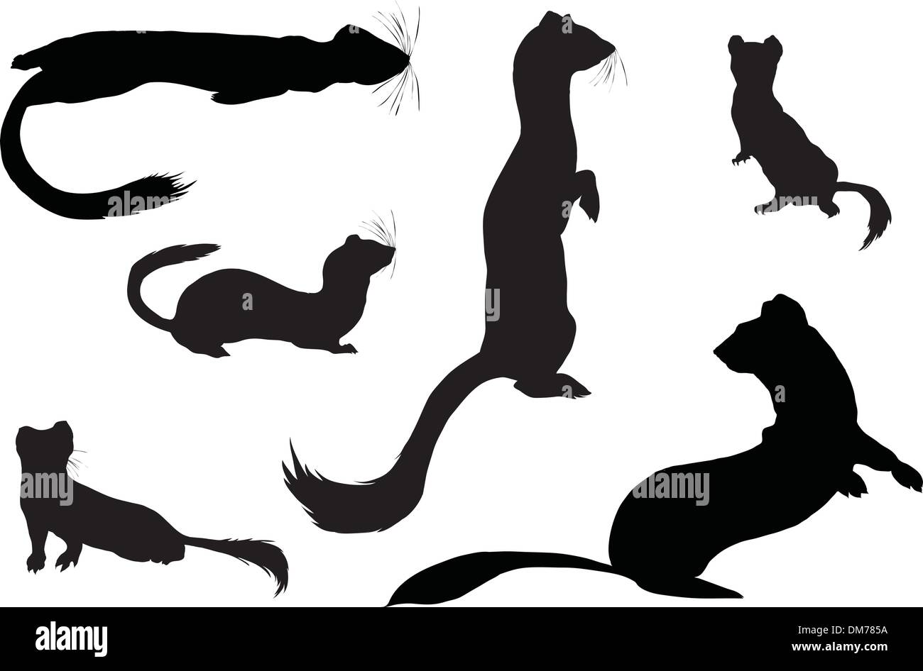 Hermelin oder hermelin Stock-Vektorgrafiken kaufen - Alamy