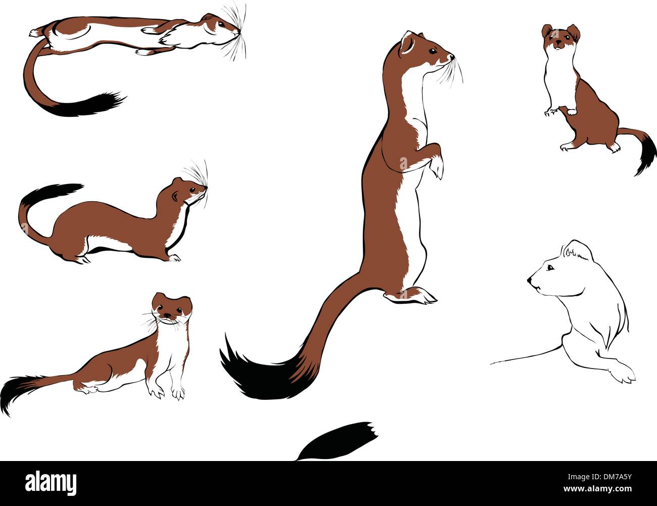 Hermelin oder hermelin Stock-Vektorgrafiken kaufen - Alamy