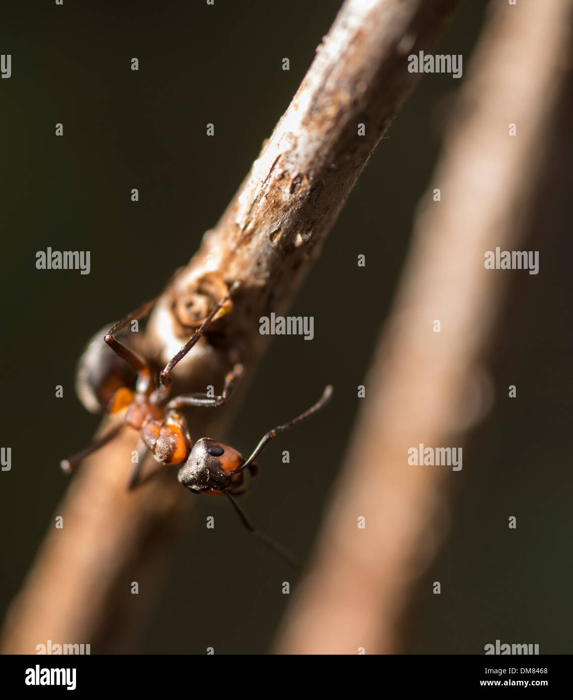 Rote ameise -Fotos und -Bildmaterial in hoher Auflösung – Alamy