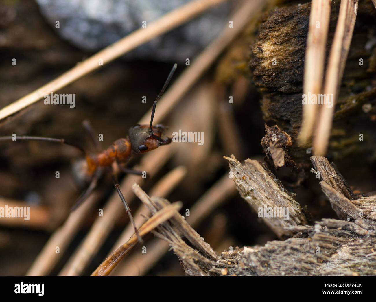 Rote Ameisen Klettern auf einem stick Stockfotografie - Alamy