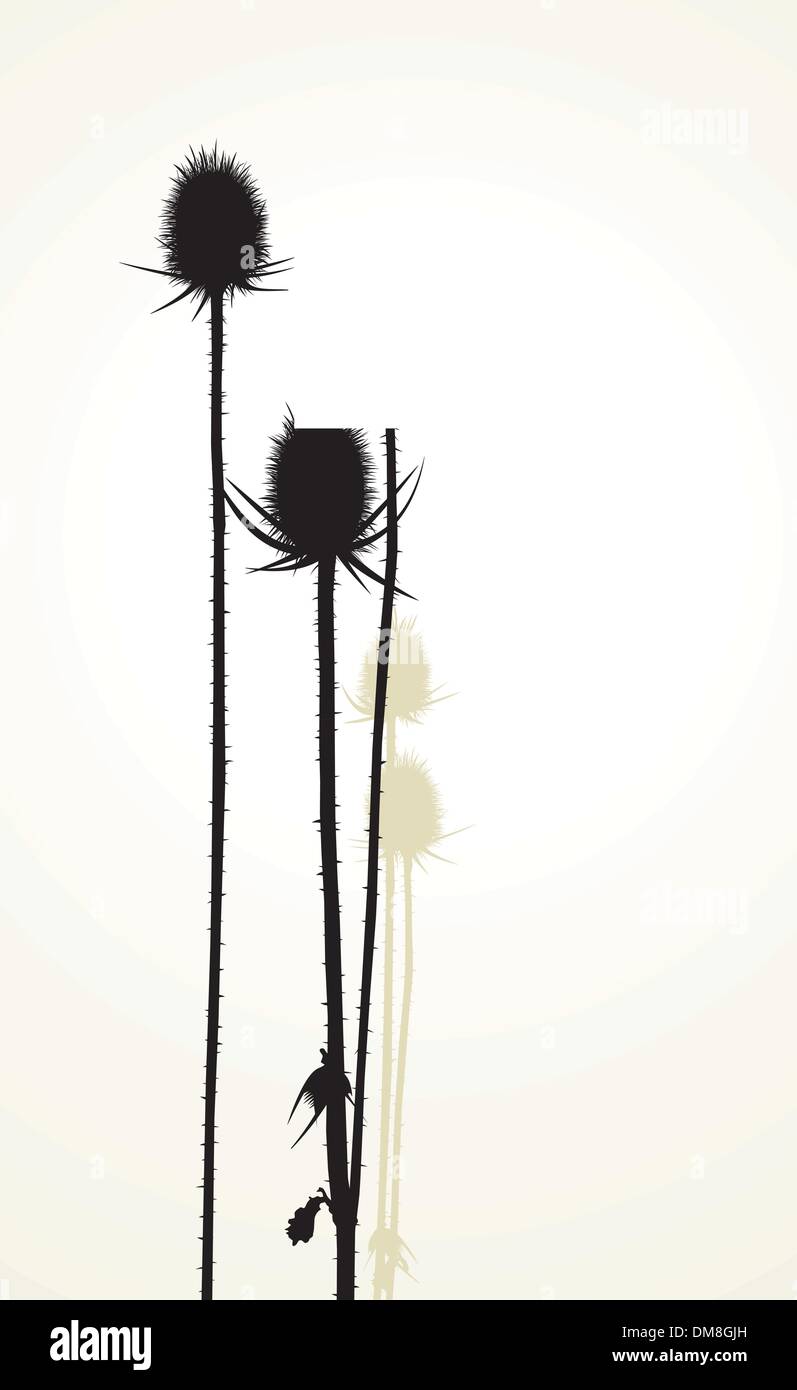 Distel silhouette -Fotos und -Bildmaterial in hoher Auflösung – Alamy