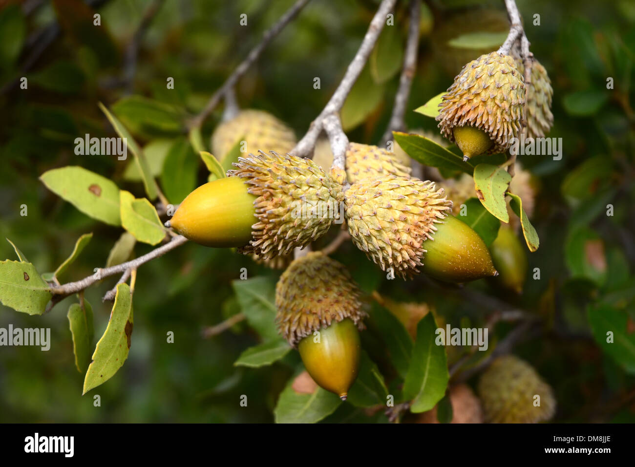 Eiche Frucht Stockfotos & Eiche Frucht Bilder - Alamy