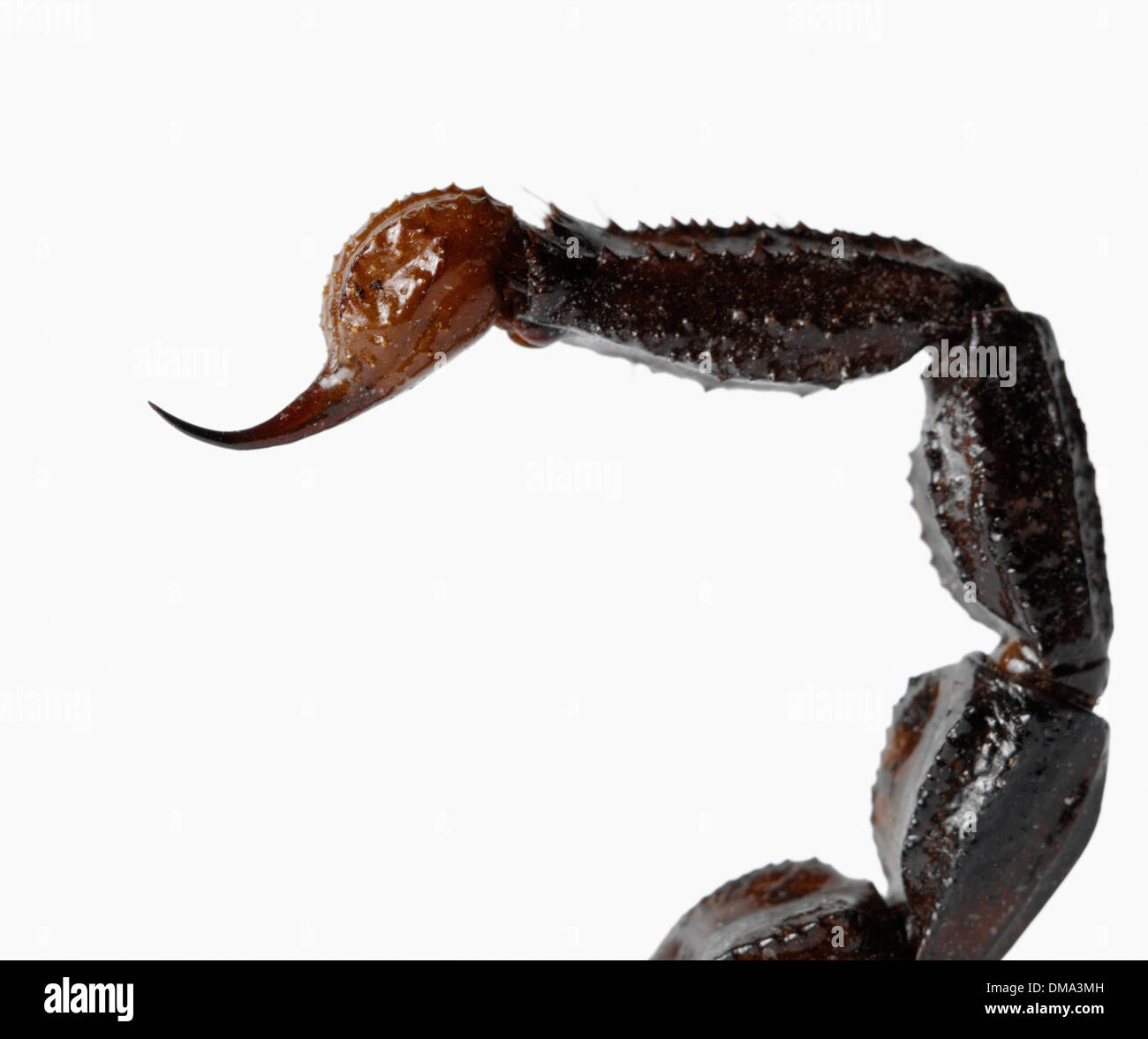 Sting in the tail -Fotos und -Bildmaterial in hoher Auflösung – Alamy