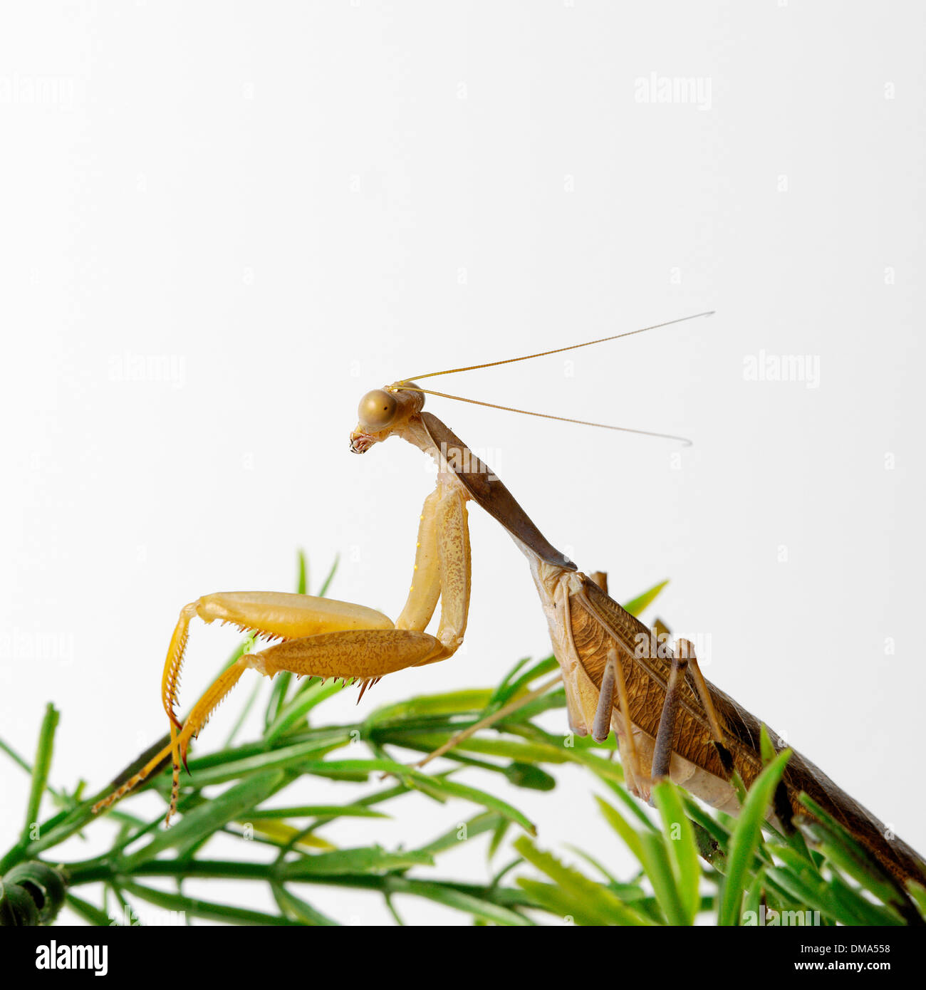 Flying mantis -Fotos und -Bildmaterial in hoher Auflösung – Alamy