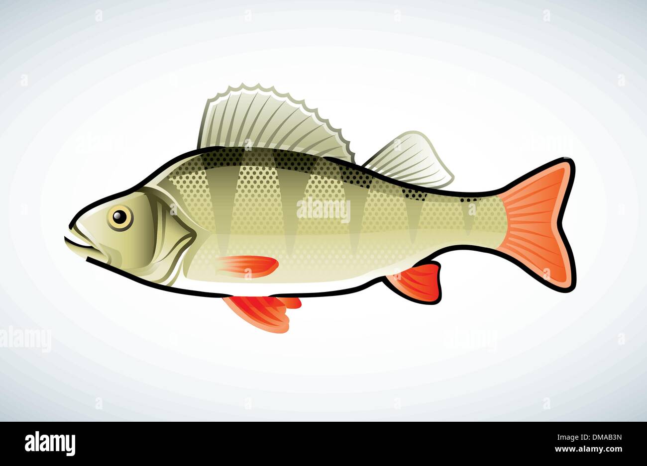 White perch Stock-Vektorgrafiken kaufen - Alamy
