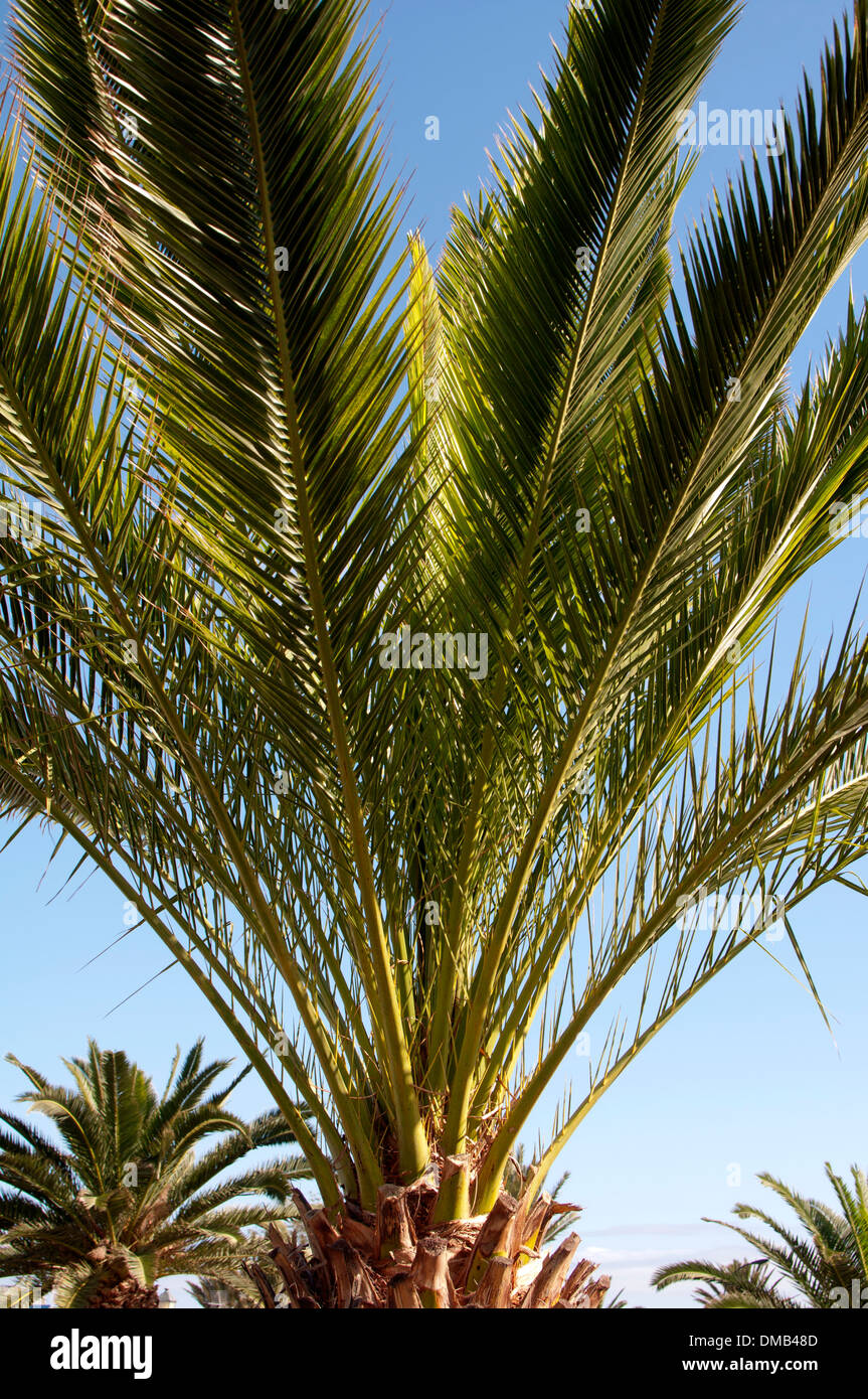 Palm tree fuerteventura -Fotos und -Bildmaterial in hoher Auflösung – Alamy
