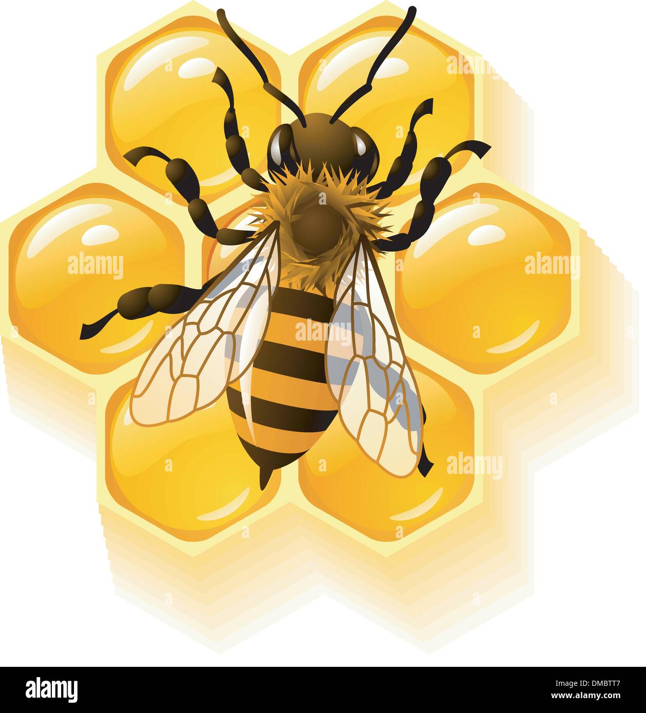 Vektor-Bienen und Waben Stock-Vektorgrafik - Alamy